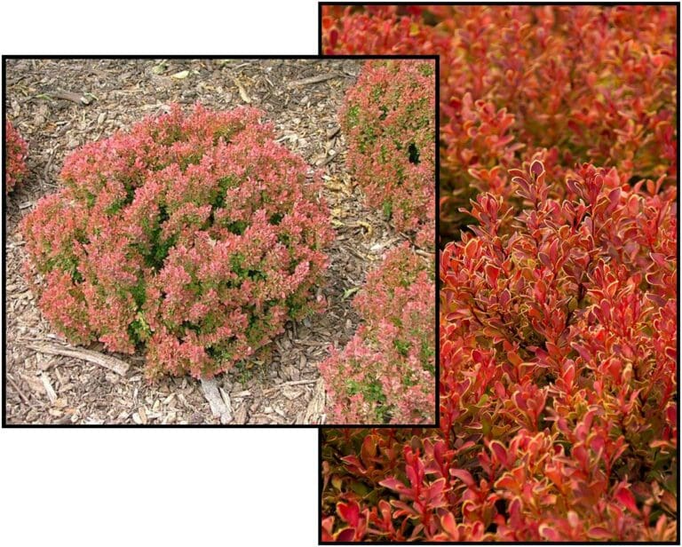 GOLDEN RUBY BARBERRY – Hinsdale Nurseries – Welcome to Hinsdale Nurseries
