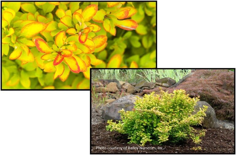 LIMONCELLO™ BARBERRY – Hinsdale Nurseries – Welcome to Hinsdale Nurseries