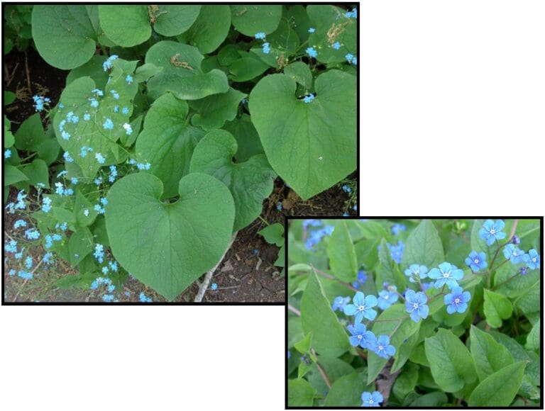 HEARTLEAF BRUNNERA – Hinsdale Nurseries – Welcome to Hinsdale Nurseries