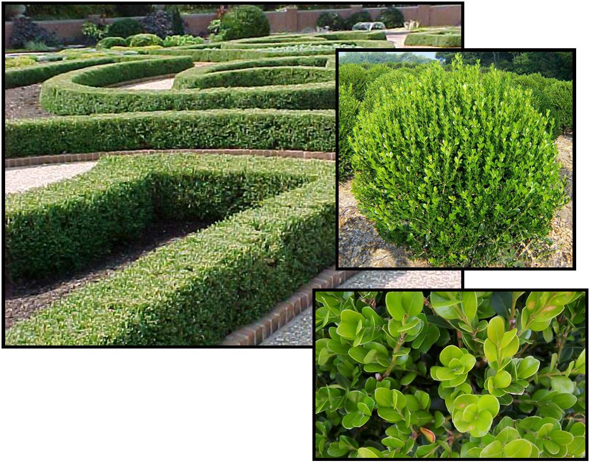 Buxus Wintergreen Boxwood