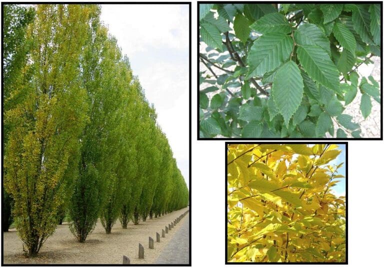 FRANS FONTAINE PYRAMIDAL EUROPEAN HORNBEAM – Hinsdale Nurseries ...