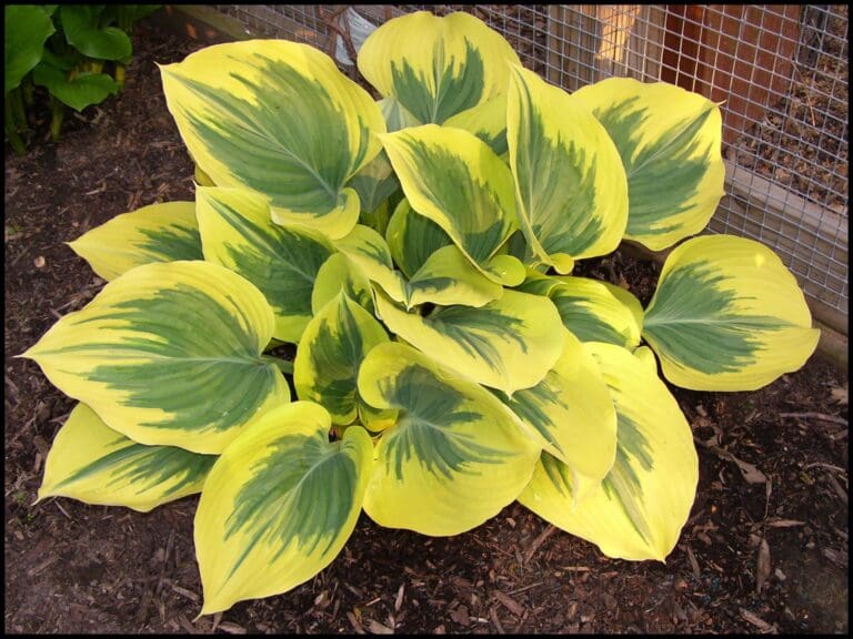 LIBERTY HOSTA – Hinsdale Nurseries – Welcome to Hinsdale Nurseries