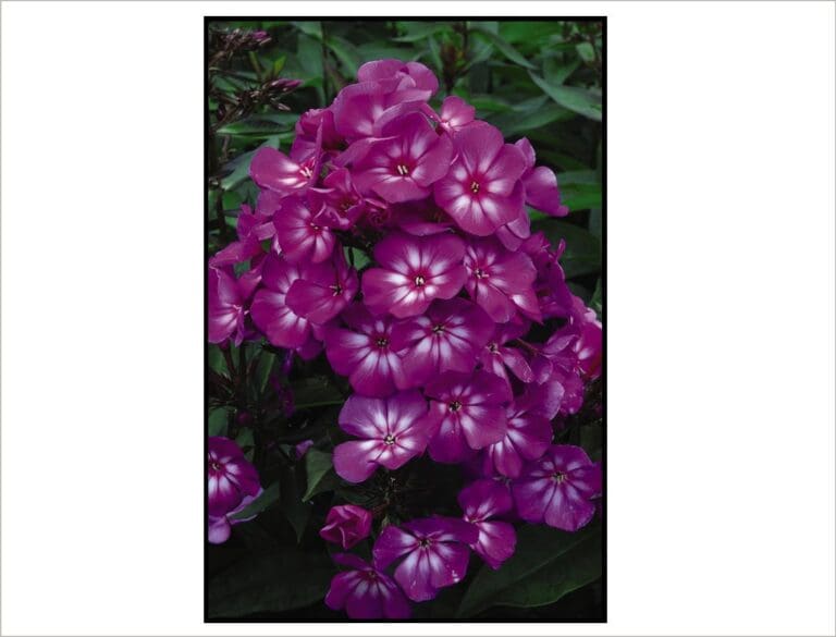 GRAPE LOLLIPOP PHLOX – Hinsdale Nurseries – Welcome to Hinsdale Nurseries