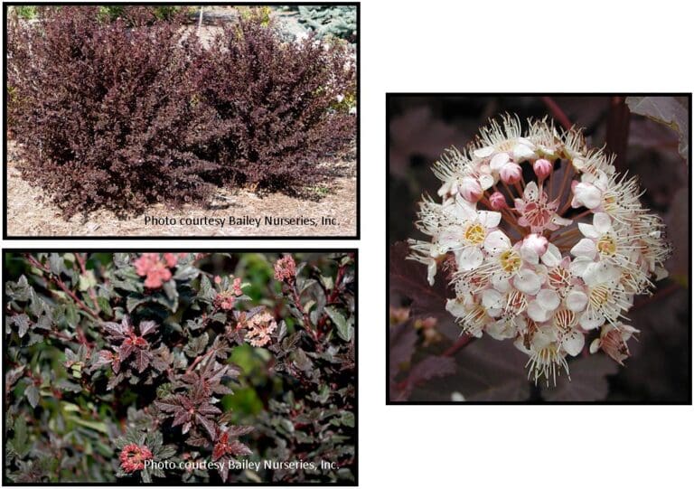 LITTLE DEVIL NINEBARK – Hinsdale Nurseries – Welcome to Hinsdale Nurseries