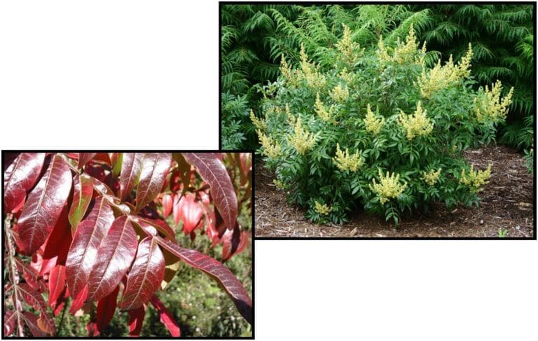PRAIRIE FLAME™ SHINING SUMAC – Hinsdale Nurseries – Welcome to Hinsdale ...