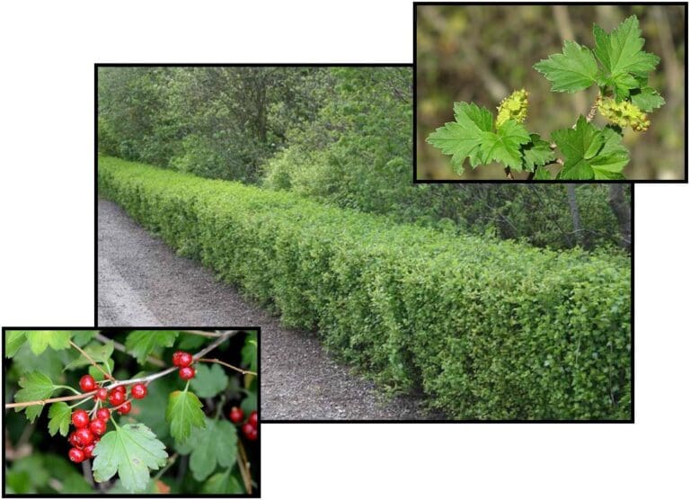 ALPINE CURRANT – Hinsdale Nurseries – Welcome to Hinsdale Nurseries