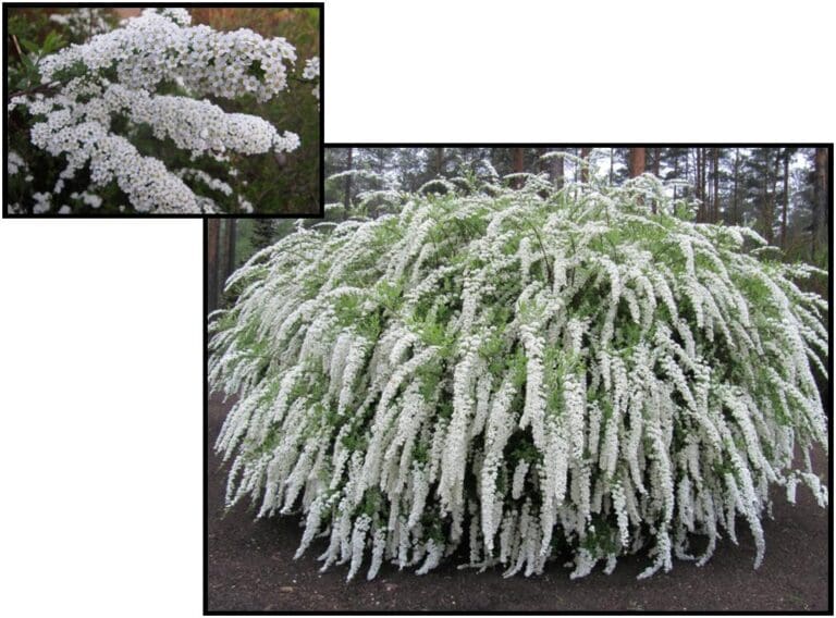 GREFSHEIM SPIREA – Hinsdale Nurseries – Welcome to Hinsdale Nurseries