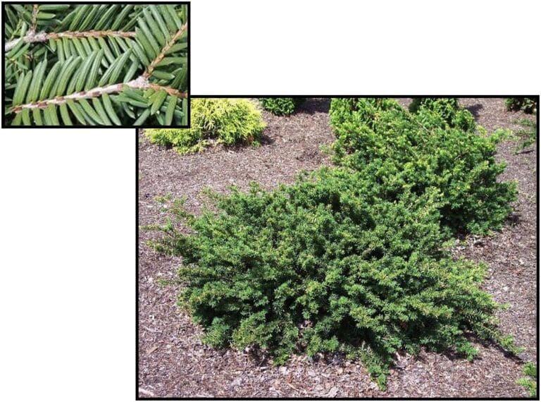 EVERLOW YEW – Hinsdale Nurseries – Welcome to Hinsdale Nurseries