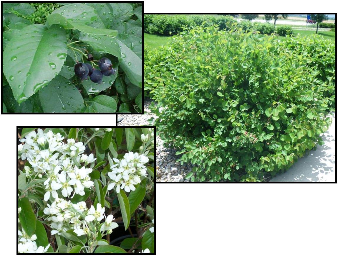 REGENT SERVICEBERRY – Hinsdale Nurseries