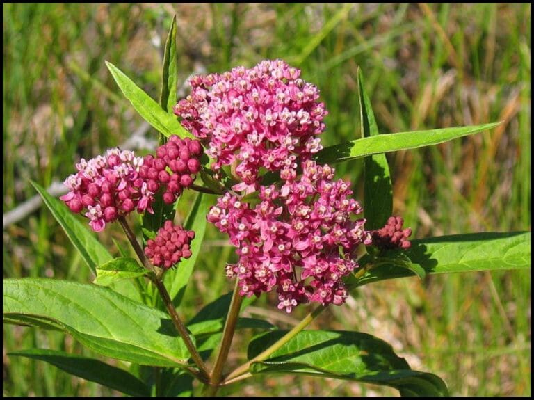 SWAMP MILKWEED – Hinsdale Nurseries