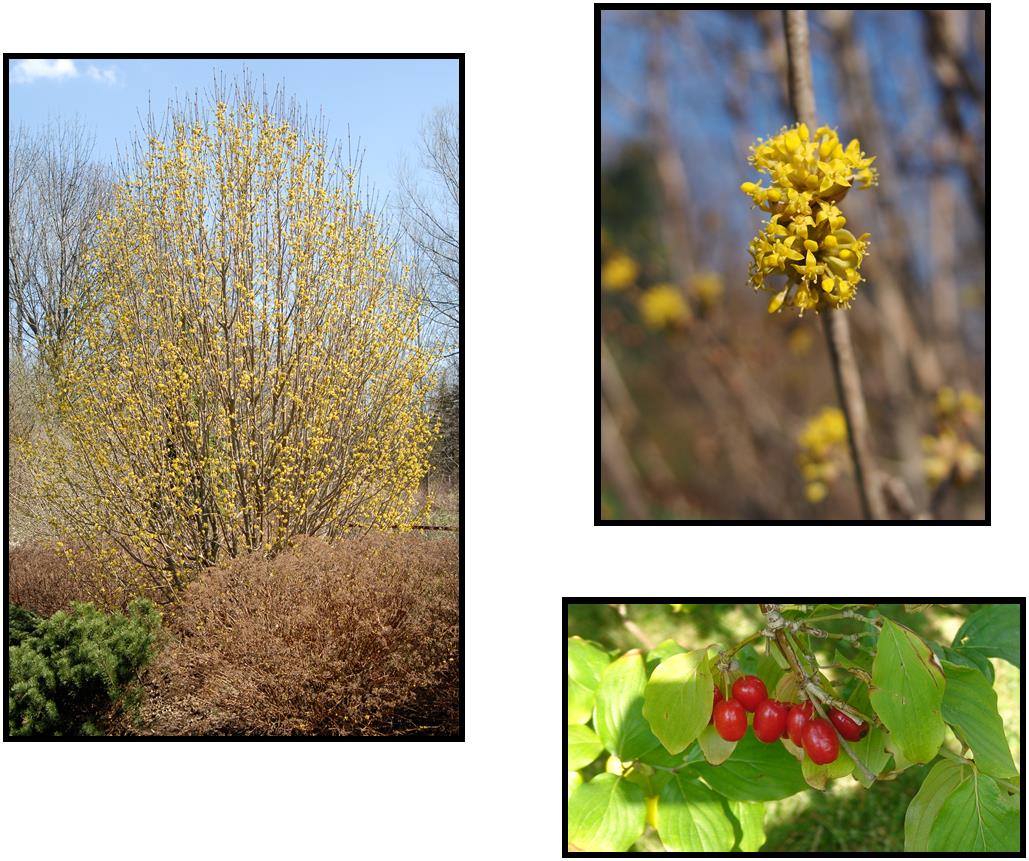 Golden Glory Cornelian Cherry Dogwood