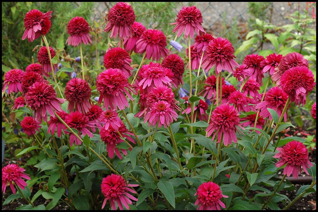 RASPBERRY TRUFFLE CONEFLOWER – Hinsdale Nurseries