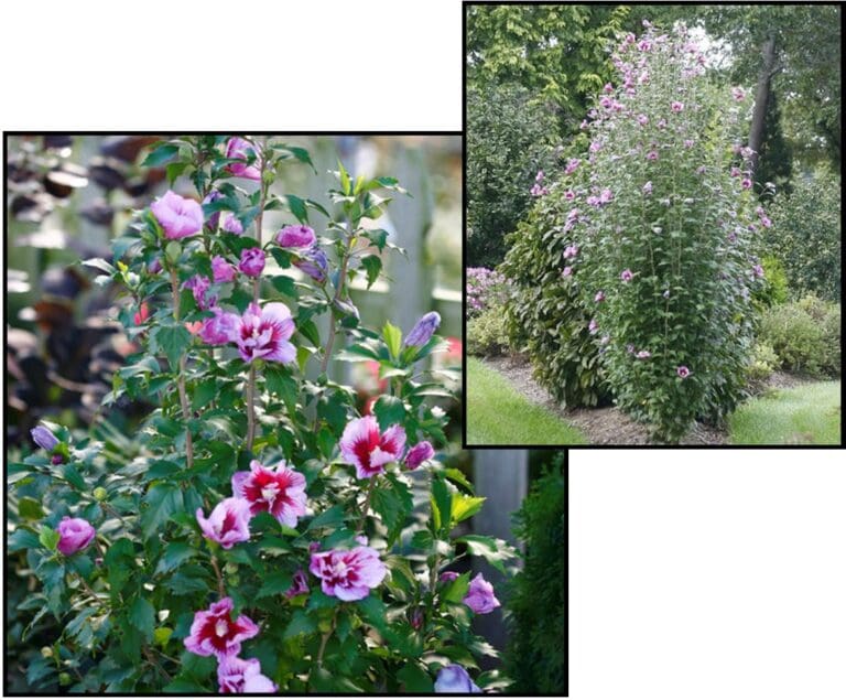 ROSE OF SHARON PURPLE PILLAR – Hinsdale Nurseries