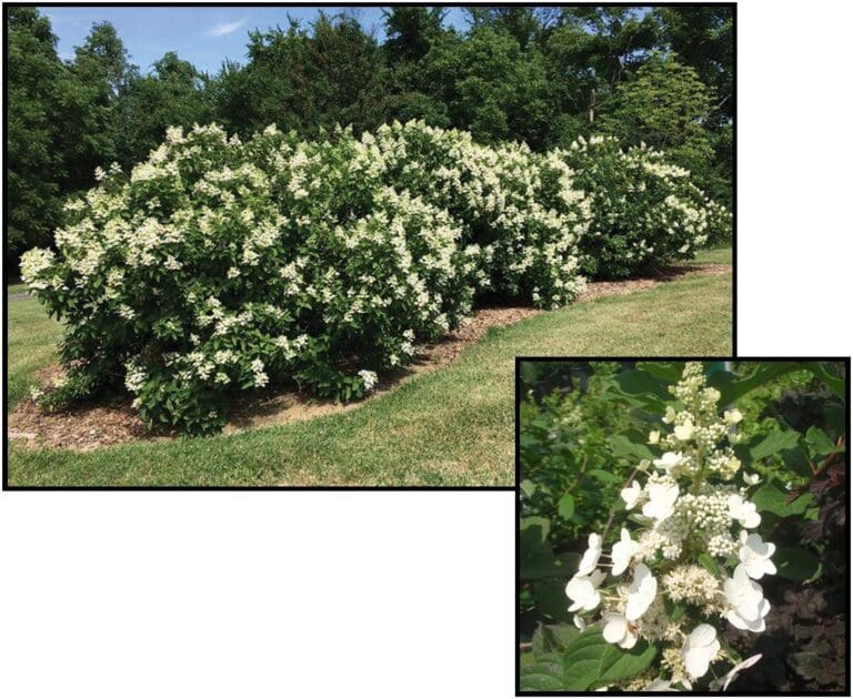 TARDIVA HYDRANGEA – Hinsdale Nurseries