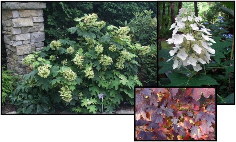 PEE WEE OAKLEAF HYDRANGEA – Hinsdale Nurseries
