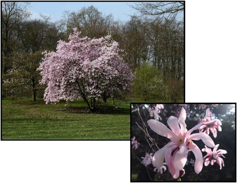 LEONARD MESSEL MAGNOLIA – Hinsdale Nurseries