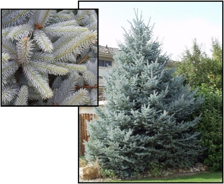 FAT ALBERT BLUE SPRUCE – Hinsdale Nurseries