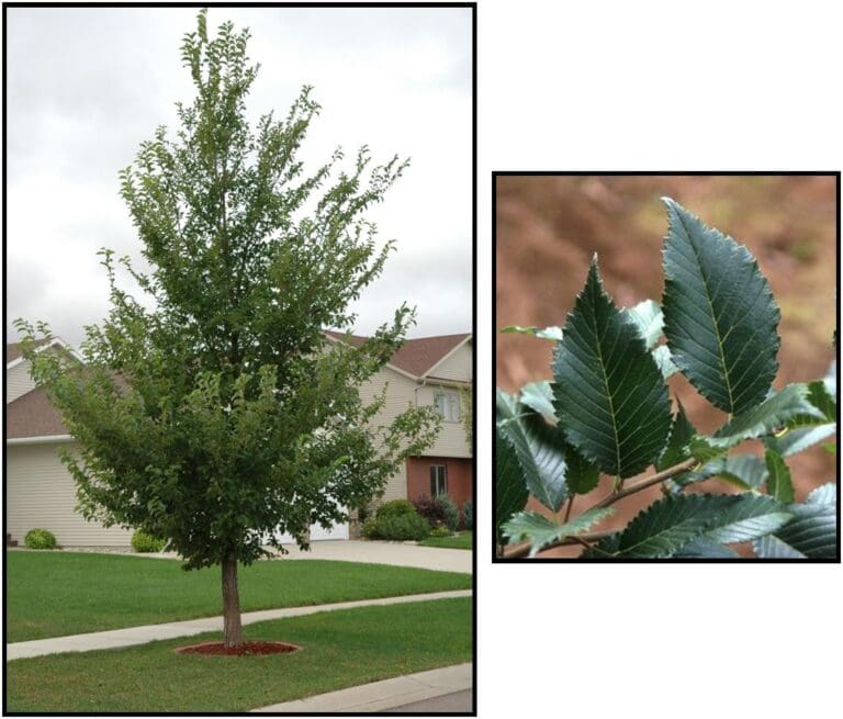NEW HORIZON ELM – Hinsdale Nurseries NEW HORIZON ELM – Hinsdale Nurseries
