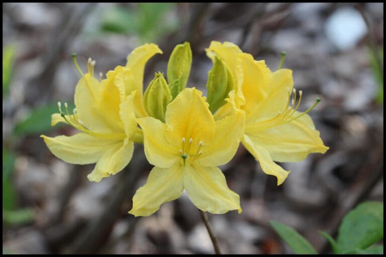 LEMON LIGHTS AZALEA – Hinsdale Nurseries – Welcome to Hinsdale Nurseries