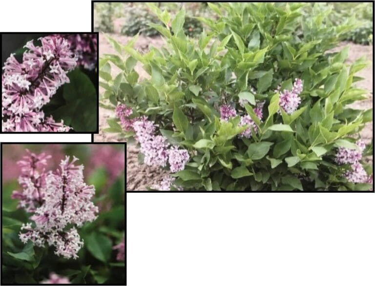 LITTLE LADY LILAC – Hinsdale Nurseries – Welcome to Hinsdale Nurseries