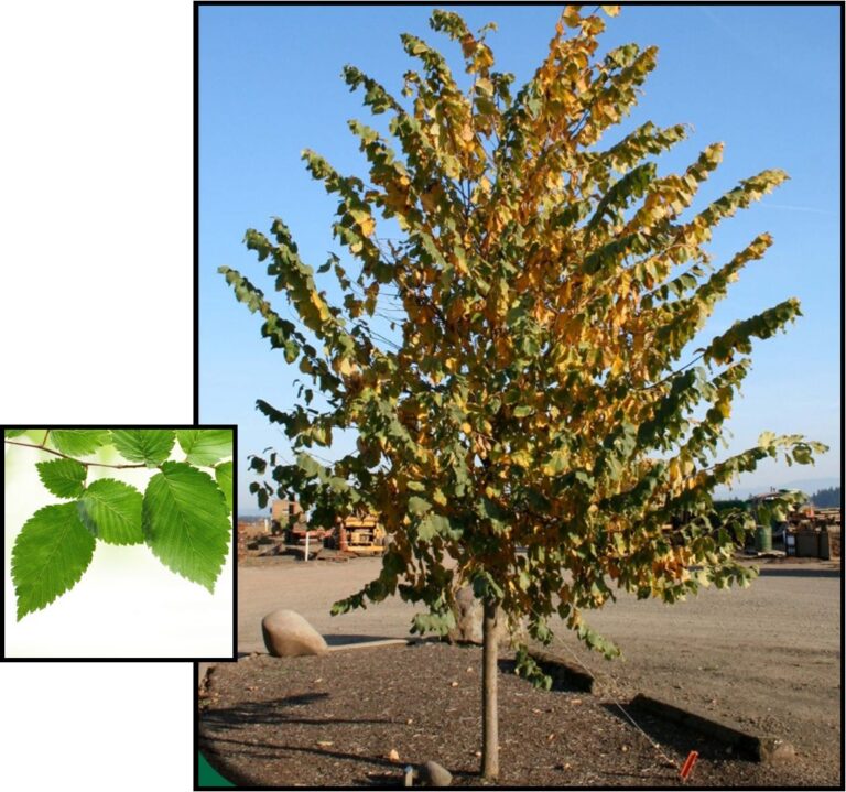 NEW HARMONY ELM – Hinsdale Nurseries – Welcome to Hinsdale Nurseries