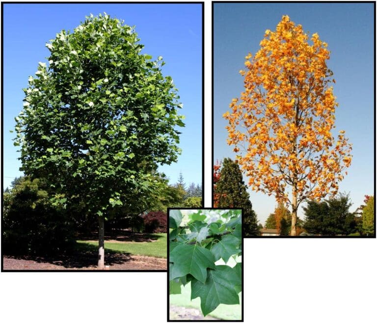 EMERALD CITY® TULIP TREE – Hinsdale Nurseries – Welcome to Hinsdale ...