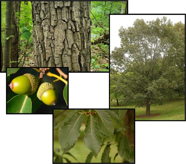 CHESTNUT OAK – Hinsdale Nurseries – Welcome to Hinsdale Nurseries