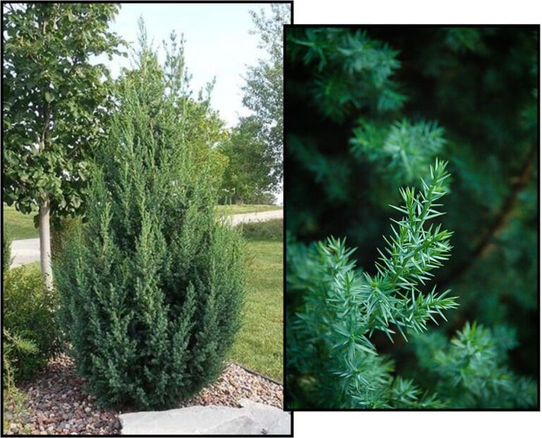 STAR POWER JUNIPER – Hinsdale Nurseries – Welcome to Hinsdale Nurseries