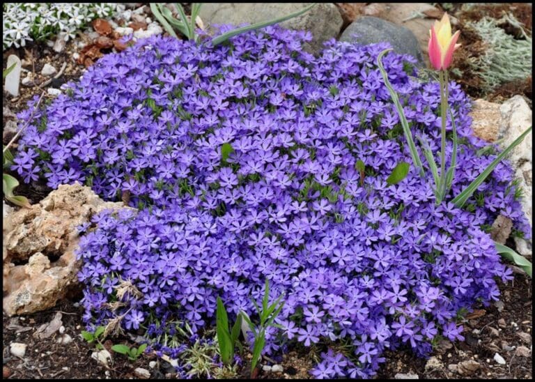 VIOLET PINWHEELS PHLOX – Hinsdale Nurseries – Welcome to Hinsdale Nurseries