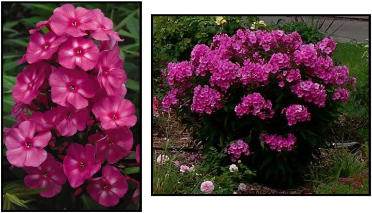 BUBBLEGUM PINK PHLOX – Hinsdale Nurseries – Welcome to Hinsdale Nurseries