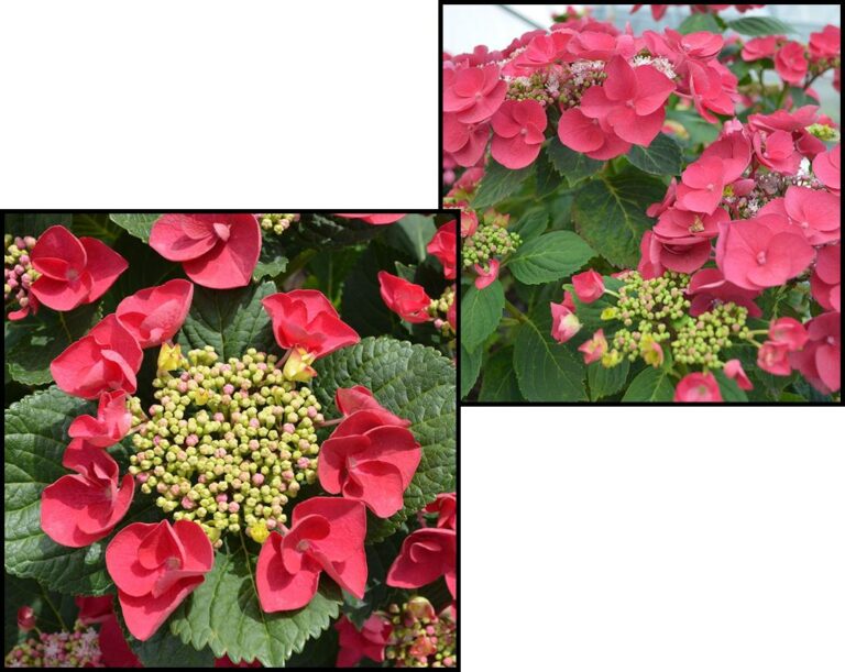 JETSTREAM OAKLEAF HYDRANGEA – Hinsdale Nurseries – Welcome to Hinsdale ...