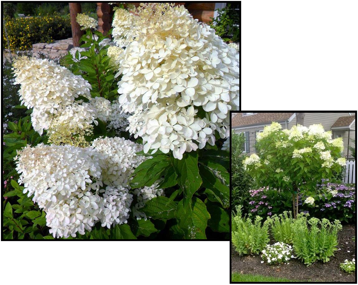 Hydrangea Paniculata Phantom Standard